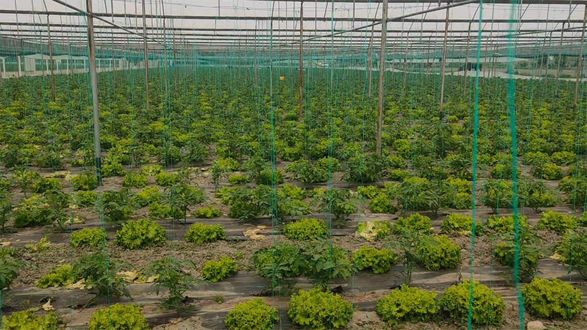 Domuz Kovucu Uygulaması – Güleda Tarım Biyosidal Ürünler